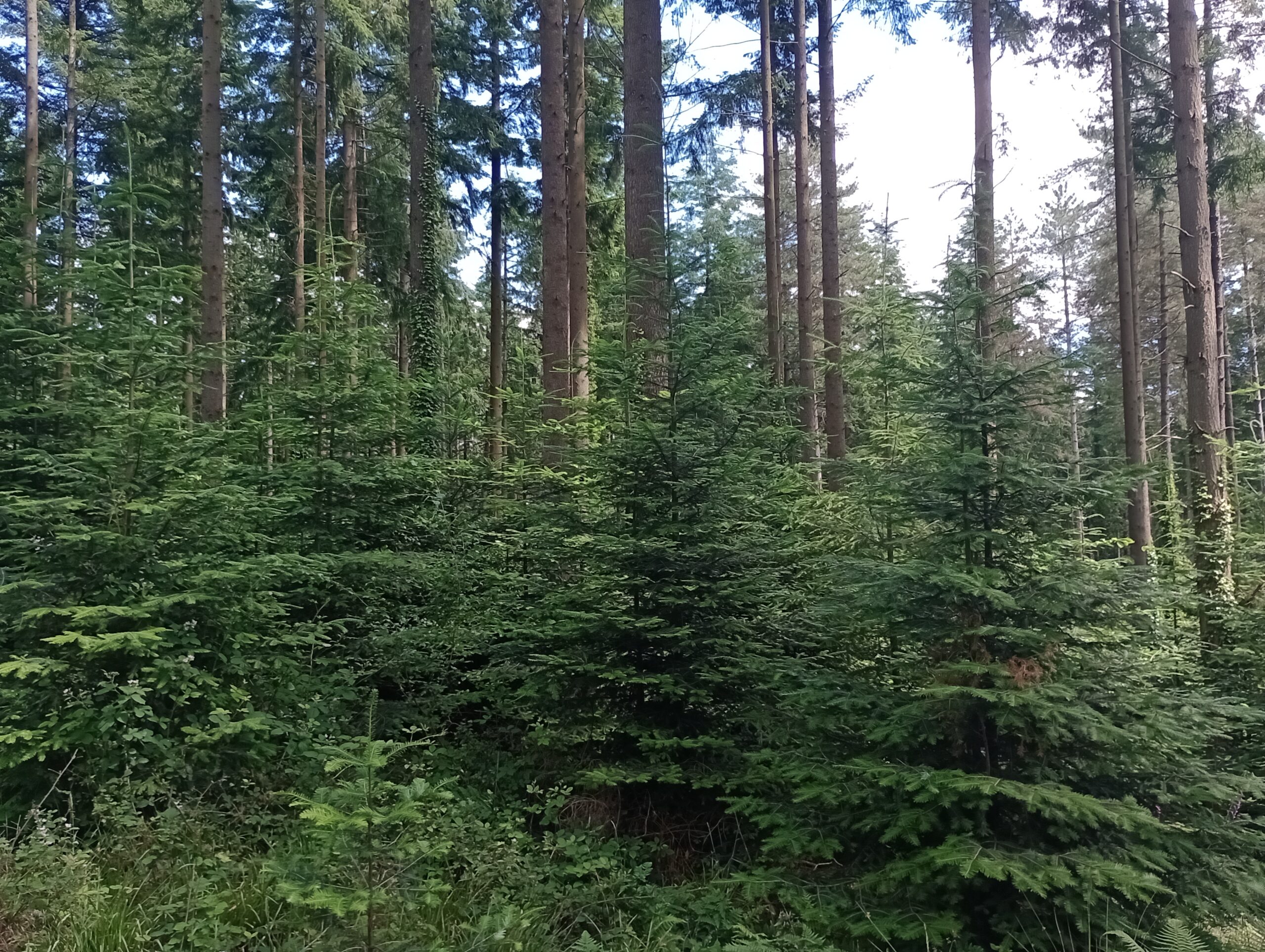 Natural Regeneration: Our Approach to a Thriving Forest | Cranborne Estate